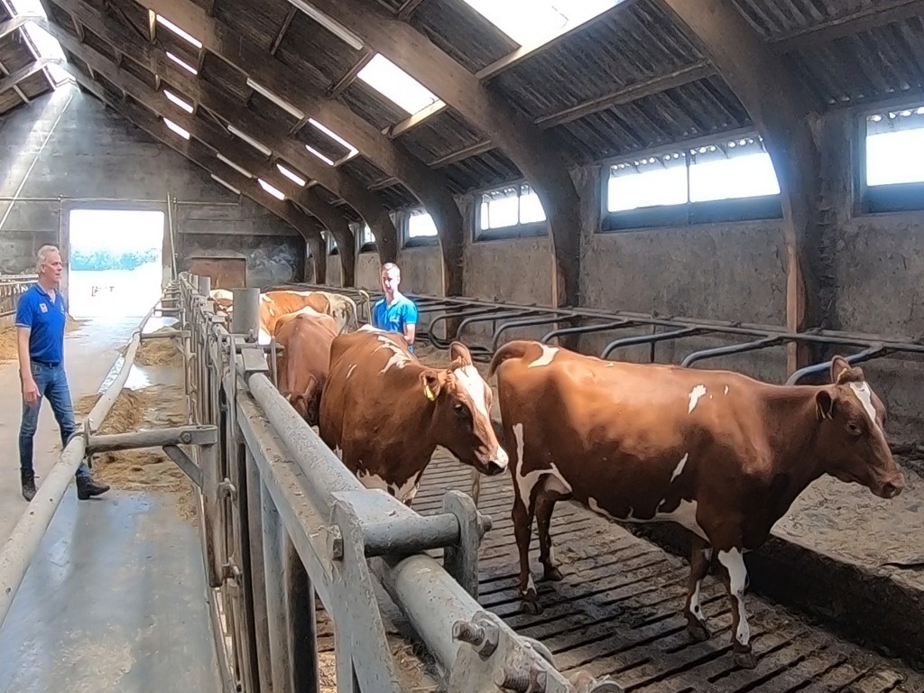 Nauwkeurig en diervriendelijk transport van vee - Veehandel Boswerger